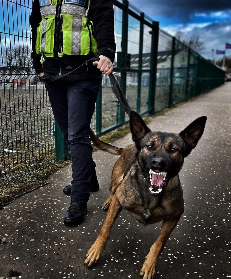 SIA Licensed Security Dog Handlers — Code 9 Security® | Security Services in Hampshire and the ...